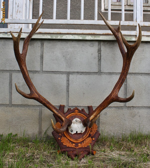 trofeu coarne de cerb carpatin cu 8 raze | arhiva Okazii.ro