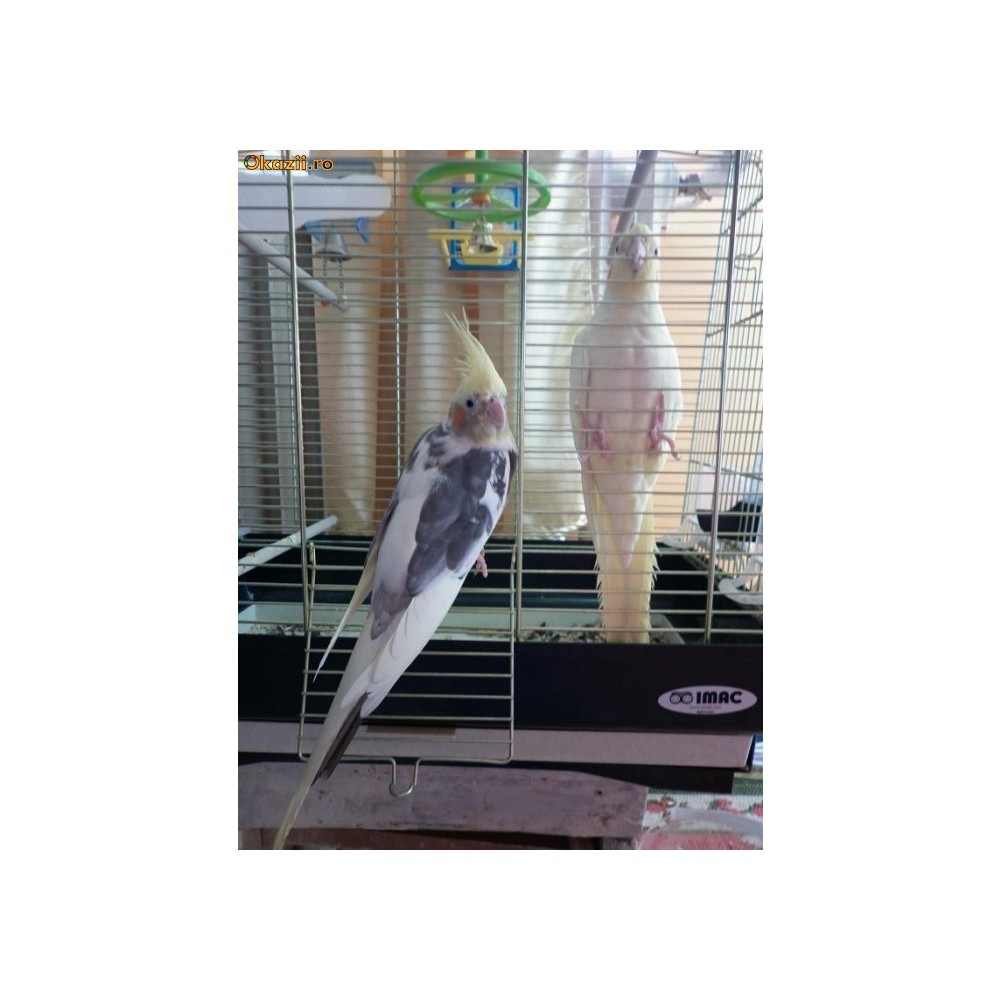 Papagali nimfe pereche | arhiva Okazii.ro