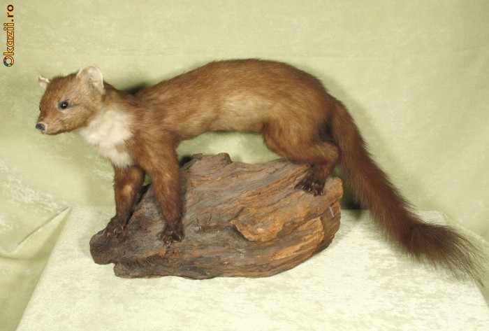 "JDER DE COPAC " IMPAIAT | arhiva Okazii.ro