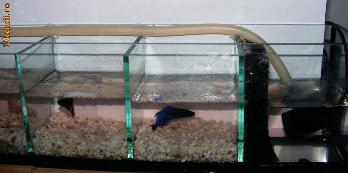 Acvarii, acvariu pentru pestii Beta | arhiva Okazii.ro