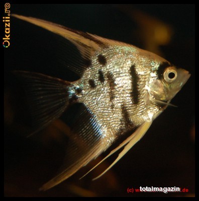 Peste ornamental de acvariu Scalari Diamant | arhiva Okazii.ro
