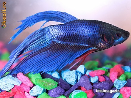 Peste ornamental de acvariu Betta Splendens Albastru | arhiva Okazii.ro