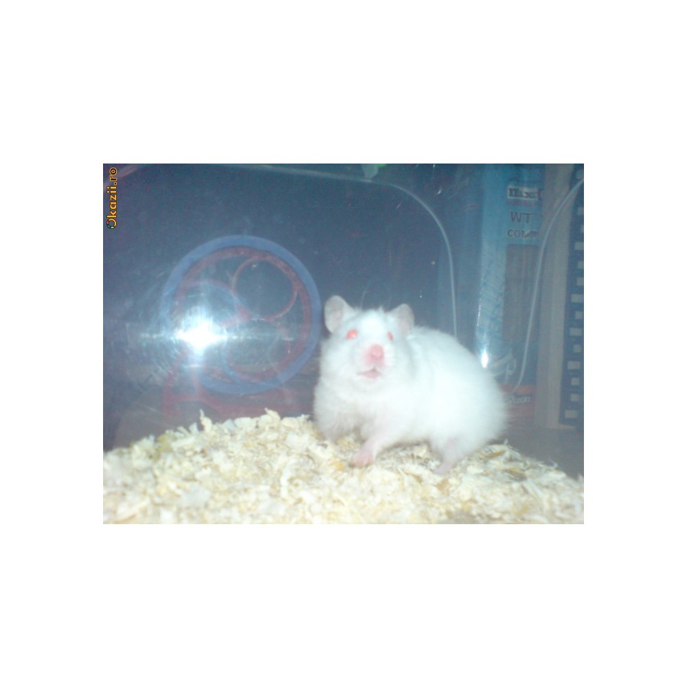 DONEZ HAMSTER SIRIAN ALB | arhiva Okazii.ro