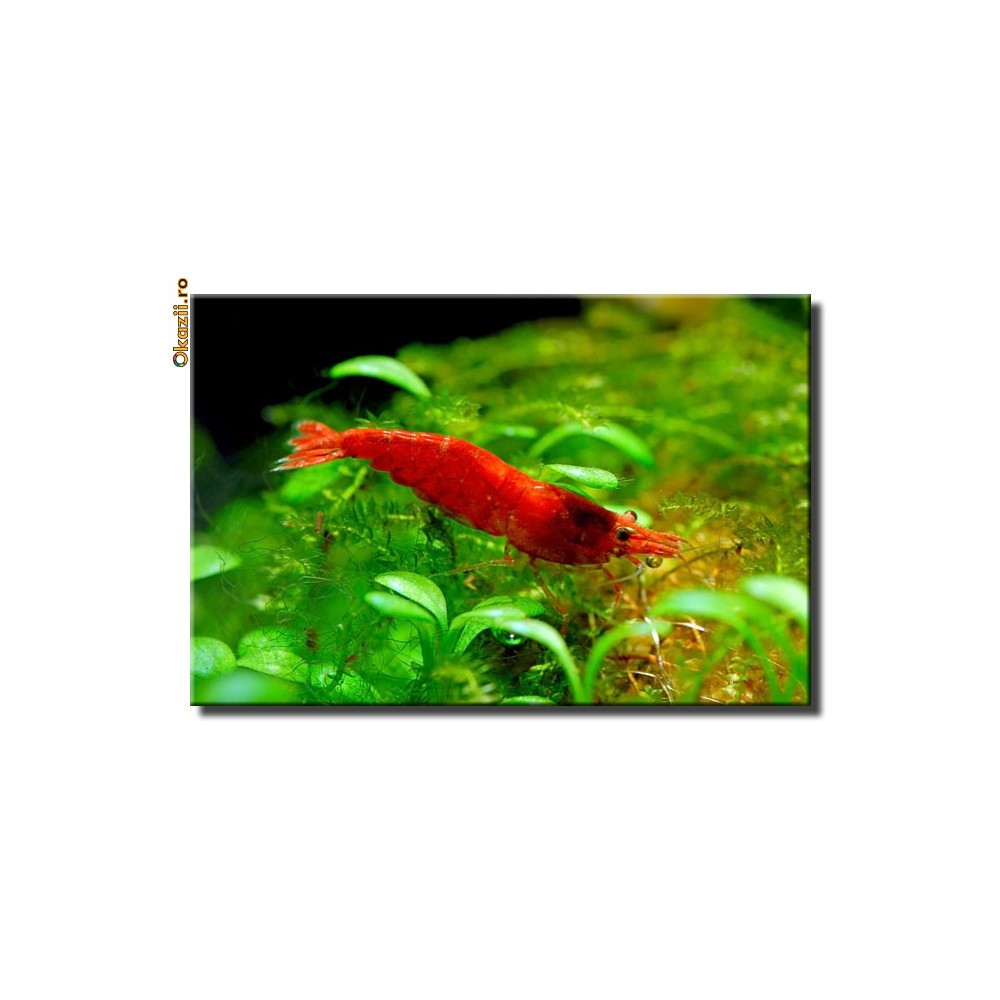 Creveti de acvariu Red Cherry | arhiva Okazii.ro