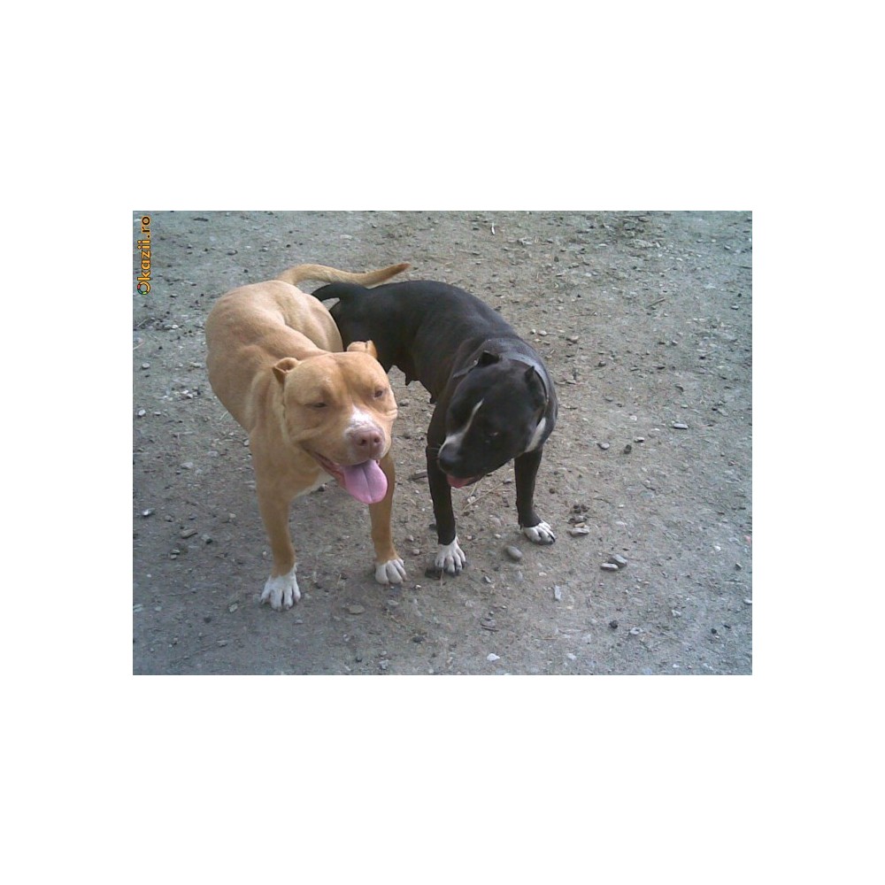 pui pitbull | arhiva Okazii.ro