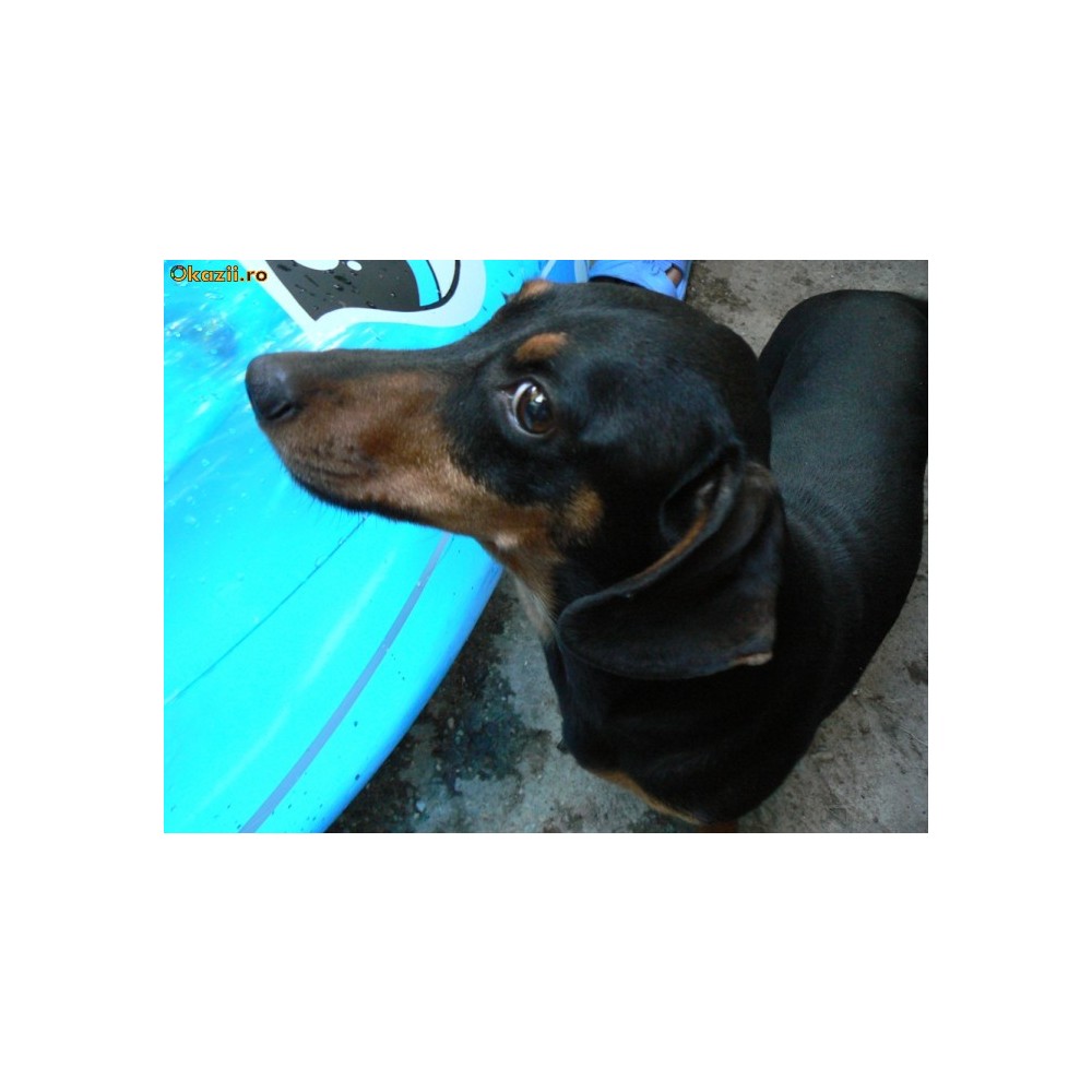 Donez caine Teckel(soricar) | arhiva Okazii.ro
