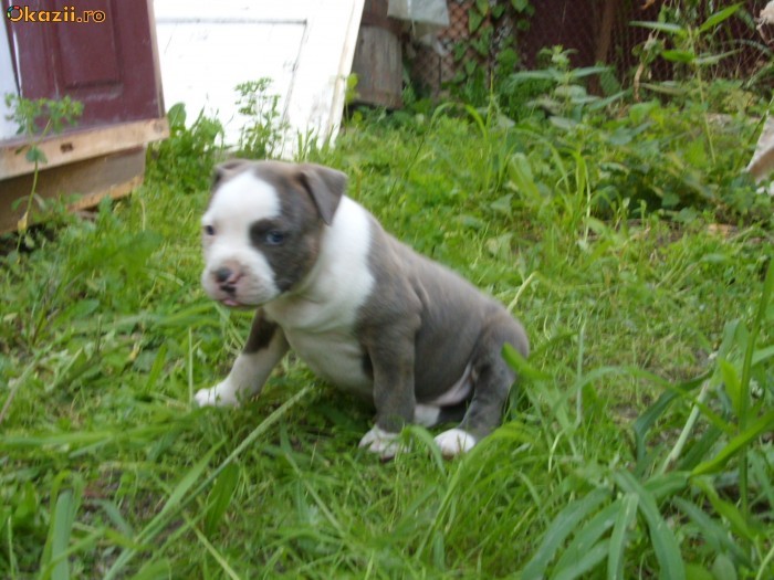 vand pui amstaff blue nose | arhiva Okazii.ro