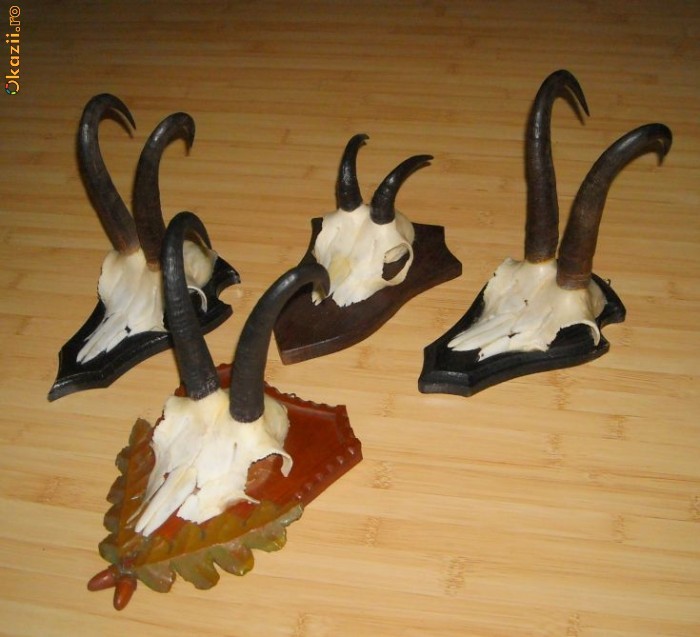 SET DE PATRU TROFEE FRUMOASE DE CAPRA NEAGRA ( caprior, cerb ) | arhiva ...
