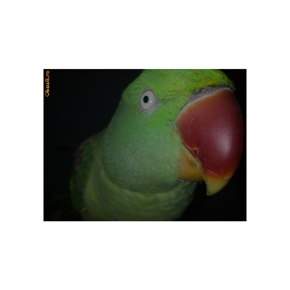 Papagal Marele Alexandru , Great Alexander . Marele Alexander | arhiva ...