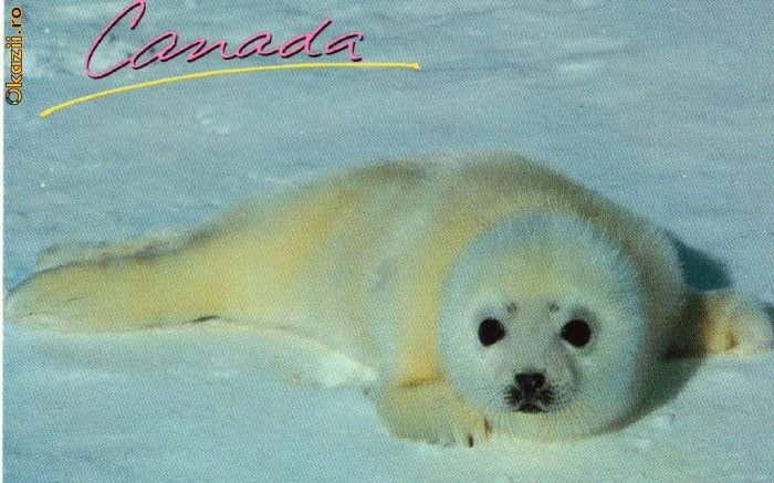 Carte postala ilustrata Fauna - mamifere acvatice - foca pui | arhiva ...