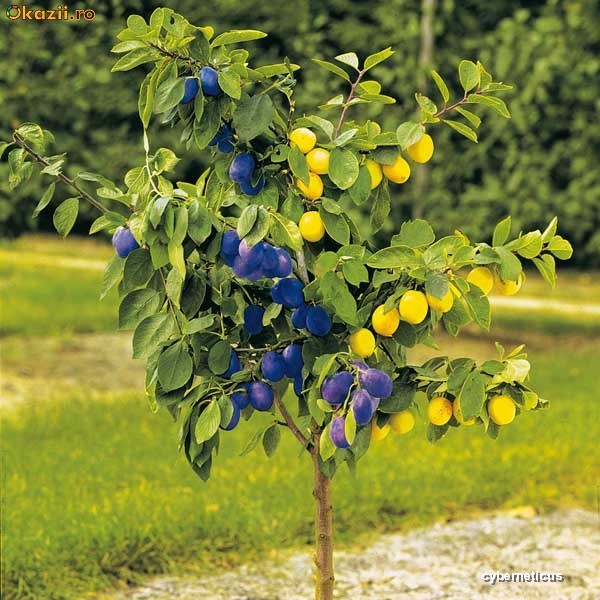 CAIS-PRUN, DUO (caise si prune in acelasi copac) - STOC TERMINAT ...