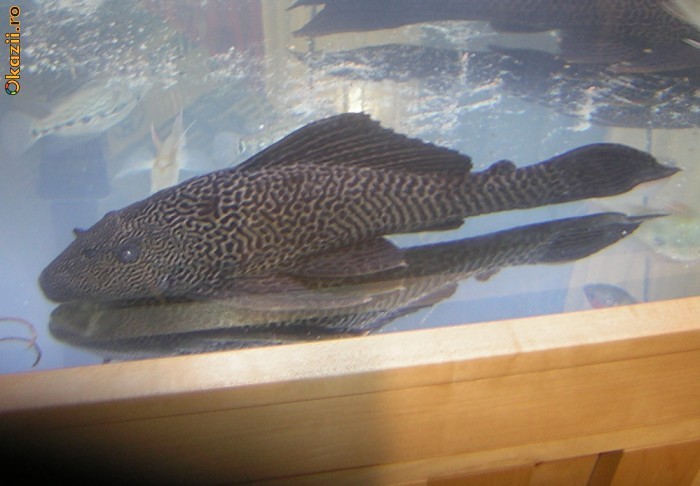 Pleco Plecostomus Pesti Sanitar Acvariu | arhiva Okazii.ro
