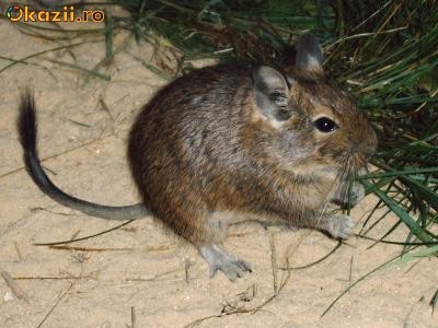 Veverite Degu (la jumatate de pret !!!) | arhiva Okazii.ro