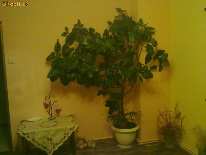 vand ficus planta ornamentala de apartament sau gradina | arhiva Okazii.ro