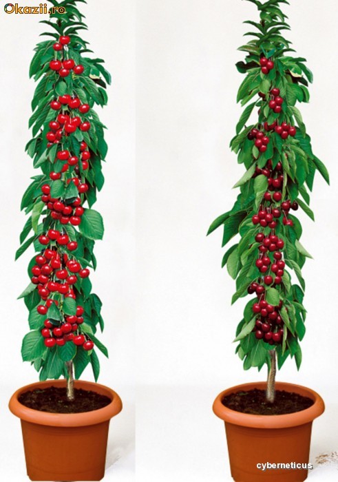 CIRESI COLUMNARI (2 buc. OFERTA SPECIALA, PRET PROMOTIONAL) | arhiva ...