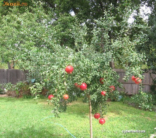 RODIE - BIO - pentru GRADINA, TERASA sau BALCON - produs si aclimatizat ...