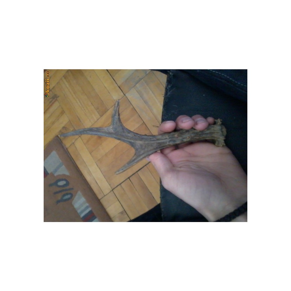 coarne de caprior (trofeu, cerb, tap, capra, caprioara, blana, maner de ...