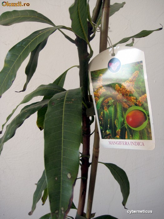 MANGO (fructul care aduce noroc) - (FOTOGRAFII REALE !!!) | arhiva ...