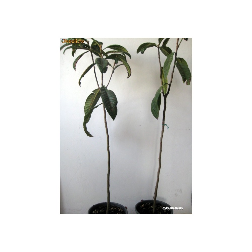 MOSMON JAPONEZ - LICHIDARE STOC !!! (pom fructifer exotic RAR, varsta 3 ...