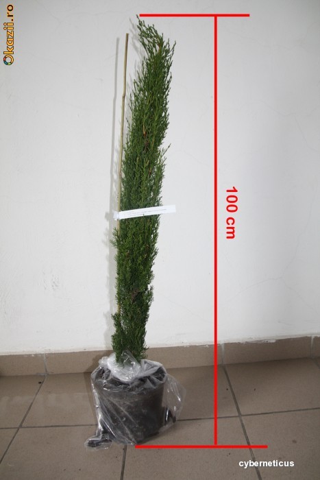 CHIPAROS NOBIL, COLUMNAR, PIRAMIDAL (Cupressus sempervirens Pyramidalis ...
