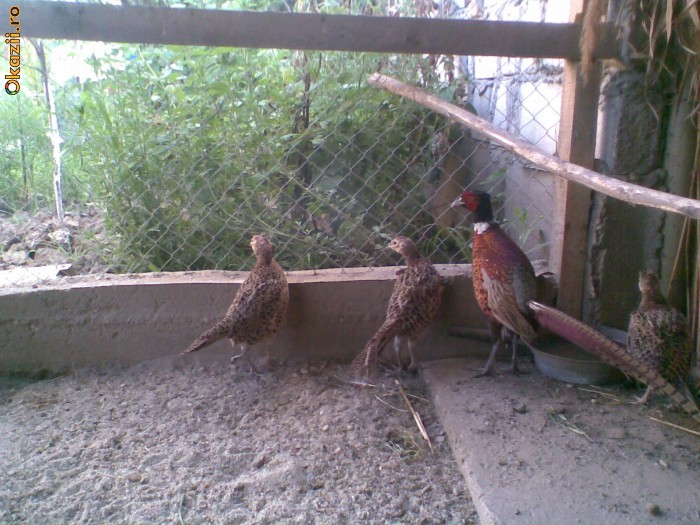 Fazani comuni | arhiva Okazii.ro