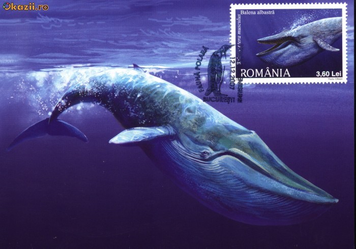 Maxima fauna polara Balena albastra (Balaenoptera musculus) | Okazii.ro