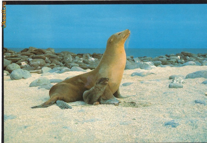 Carte postala ilustrata Fauna - mamifere acvatice - foca cu pui ...