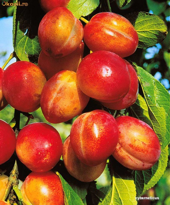 PRUNE ROSII - STOC TERMINAT !!! - COMENZI de la 1-Septembrie-2012 ...