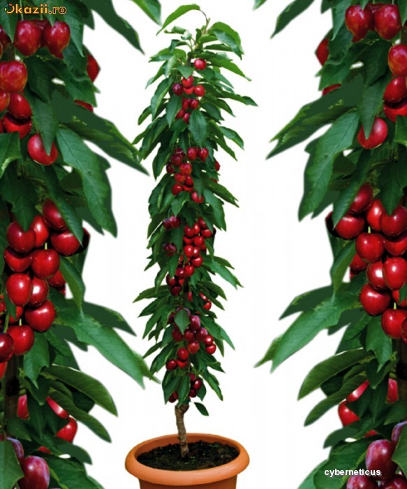 CIRES COLUMNAR | arhiva Okazii.ro