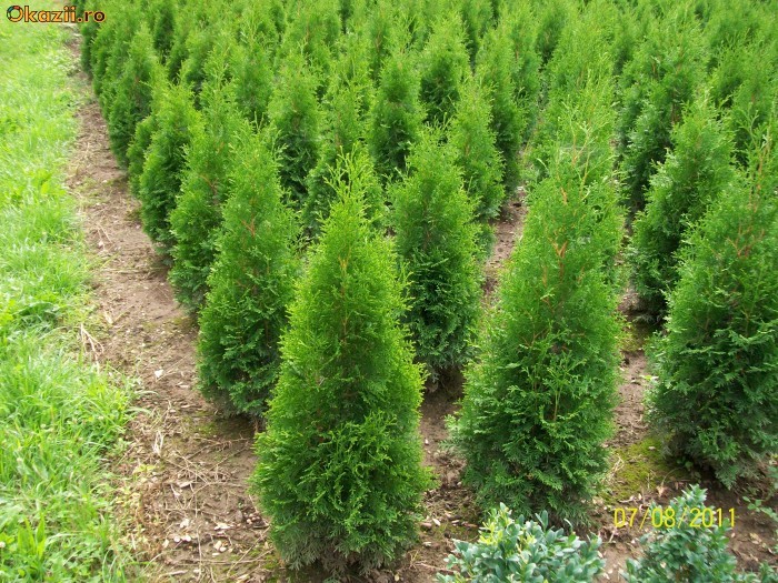 tuia, tuia columnaris, molid argintiu, buxus, ienupar | arhiva Okazii.ro