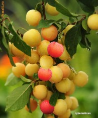 CORCODUS | arhiva Okazii.ro