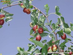 JUJUBA (CURMAL CHINEZESC sau ARBORELE de CIOCOLATA) | arhiva Okazii.ro