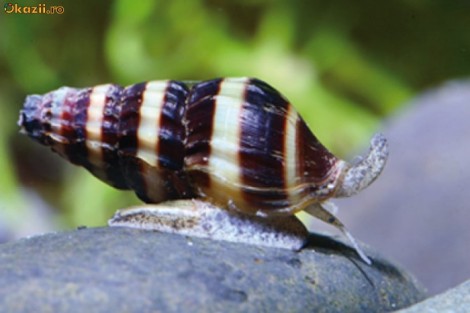 Melci asasini-va scapa de melcii nedoriti din acvariu | arhiva Okazii.ro