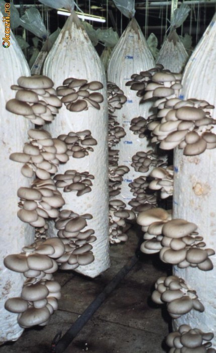 Miceliu ciuperci pleurotus | arhiva Okazii.ro