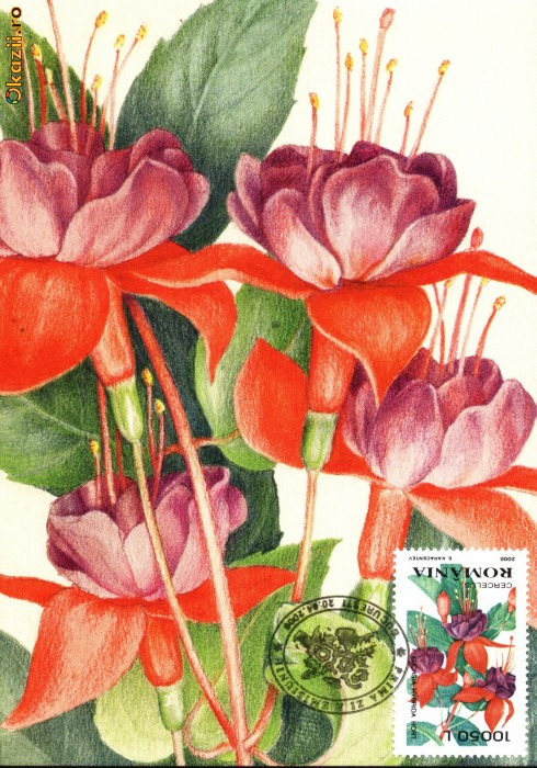 Maxima flori Cercelus (Fuchsia hybrida Hort) | Okazii.ro