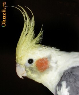 Papagali nimfa | arhiva Okazii.ro