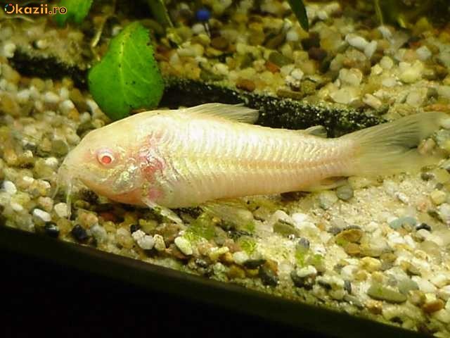 Pesti acvariu Cory Albi (Corydoras Albino), Sanitari | arhiva Okazii.ro