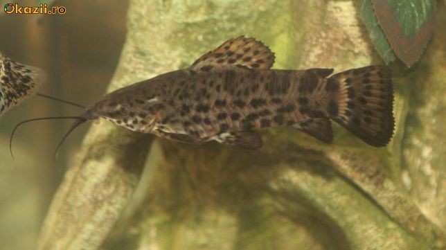 pesti acvariu sanitari mari(hoplo) | arhiva Okazii.ro