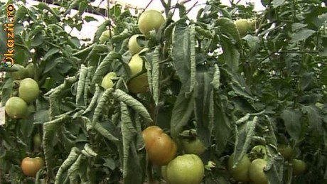 Cultivarea rosiilor | arhiva Okazii.ro