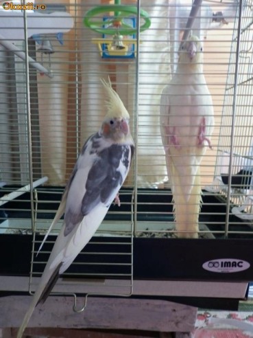 Papagali nimfe pereche | arhiva Okazii.ro