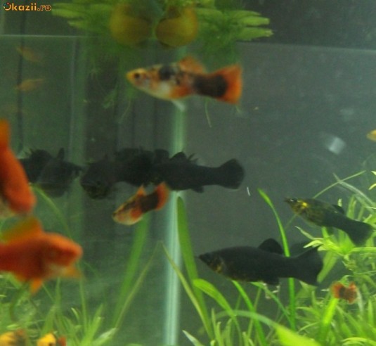 Vand pesti acvariu:Guppy,Molly,Xifo,Zebre! | arhiva Okazii.ro