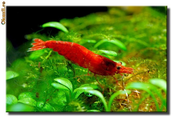 Creveti de acvariu Red Cherry | arhiva Okazii.ro