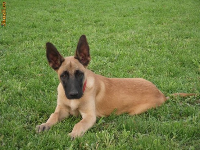 Pui Ciobanesc Belgian Malinois linie de lucru si paza cu pedigree ...