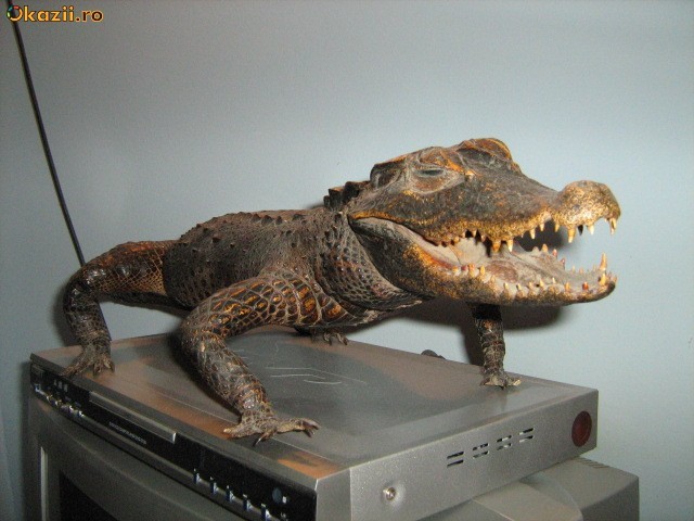 vand statuiete,pui de crocodil impaiat,elefant abanos | arhiva Okazii.ro