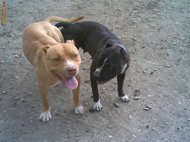 pui pitbull | arhiva Okazii.ro