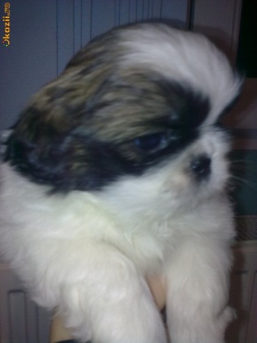 vand pechinez imperial | arhiva Okazii.ro