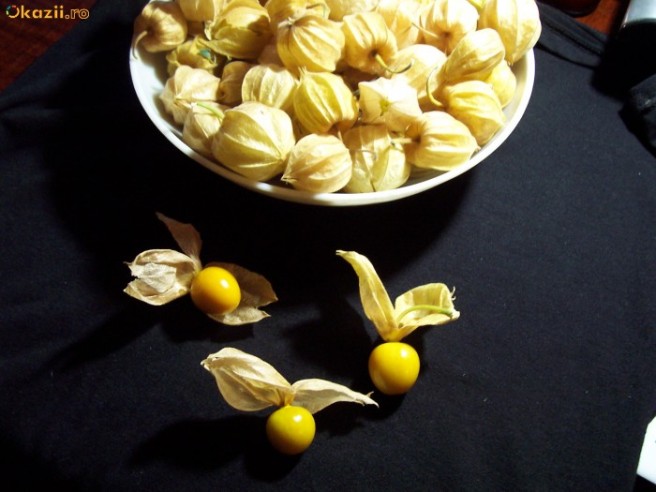 Seminte cirese de pamant ( physalis peruviana ) | arhiva Okazii.ro