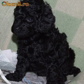 VAND CATEL CANICHE PITIC NEGRU MASCUL, VARSTA O LUNA JUMATE | arhiva ...