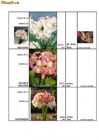 AMARYLLIS - CRIN DE CAMERA | arhiva Okazii.ro