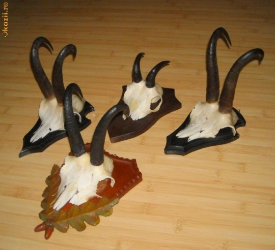 SET DE PATRU TROFEE FRUMOASE DE CAPRA NEAGRA ( caprior, cerb ) | arhiva ...
